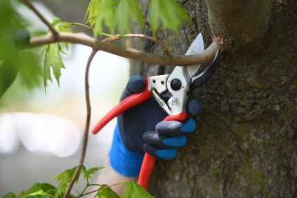 Pruning Shears: The Go-To Garden Tool