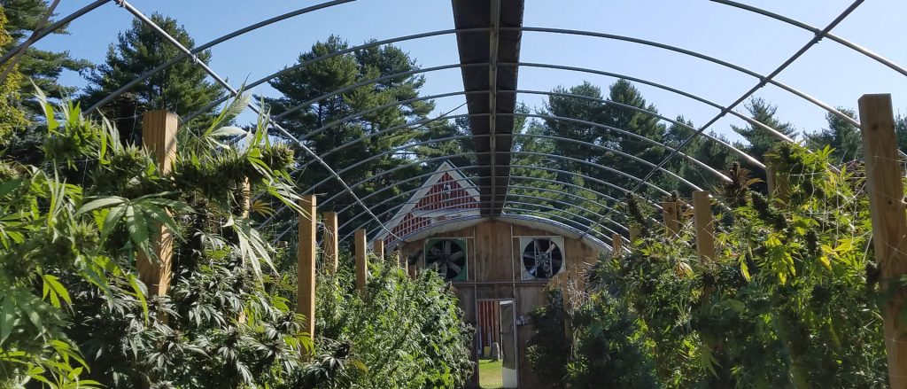 Growing Hemp in a Greenhouse